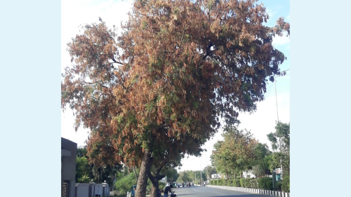 After South India, dieback disease hits neem trees in Surat - The Blunt ...