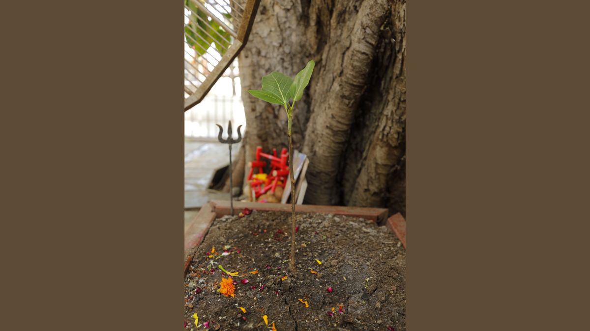 Surat : This Sacred Three-Leaf Banyan Tree is a living testimony to ...